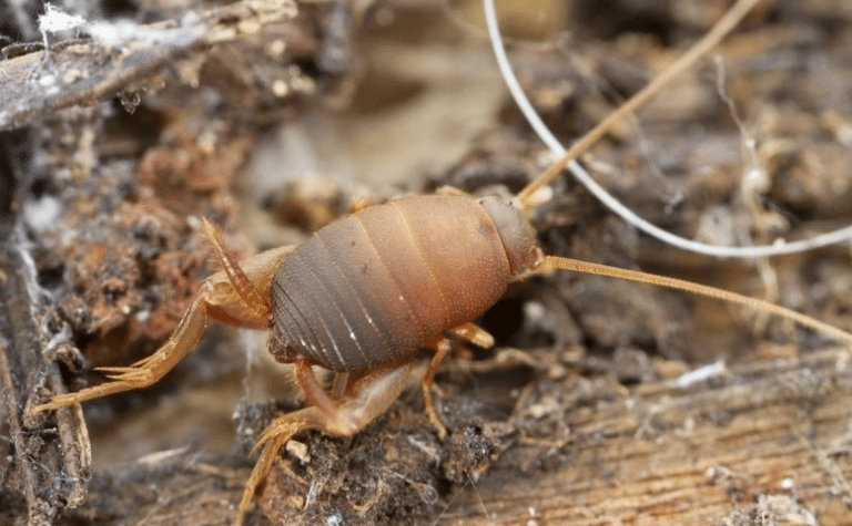 18 Types of Crickets with Pictures in This Must-Read Guide - Le ...