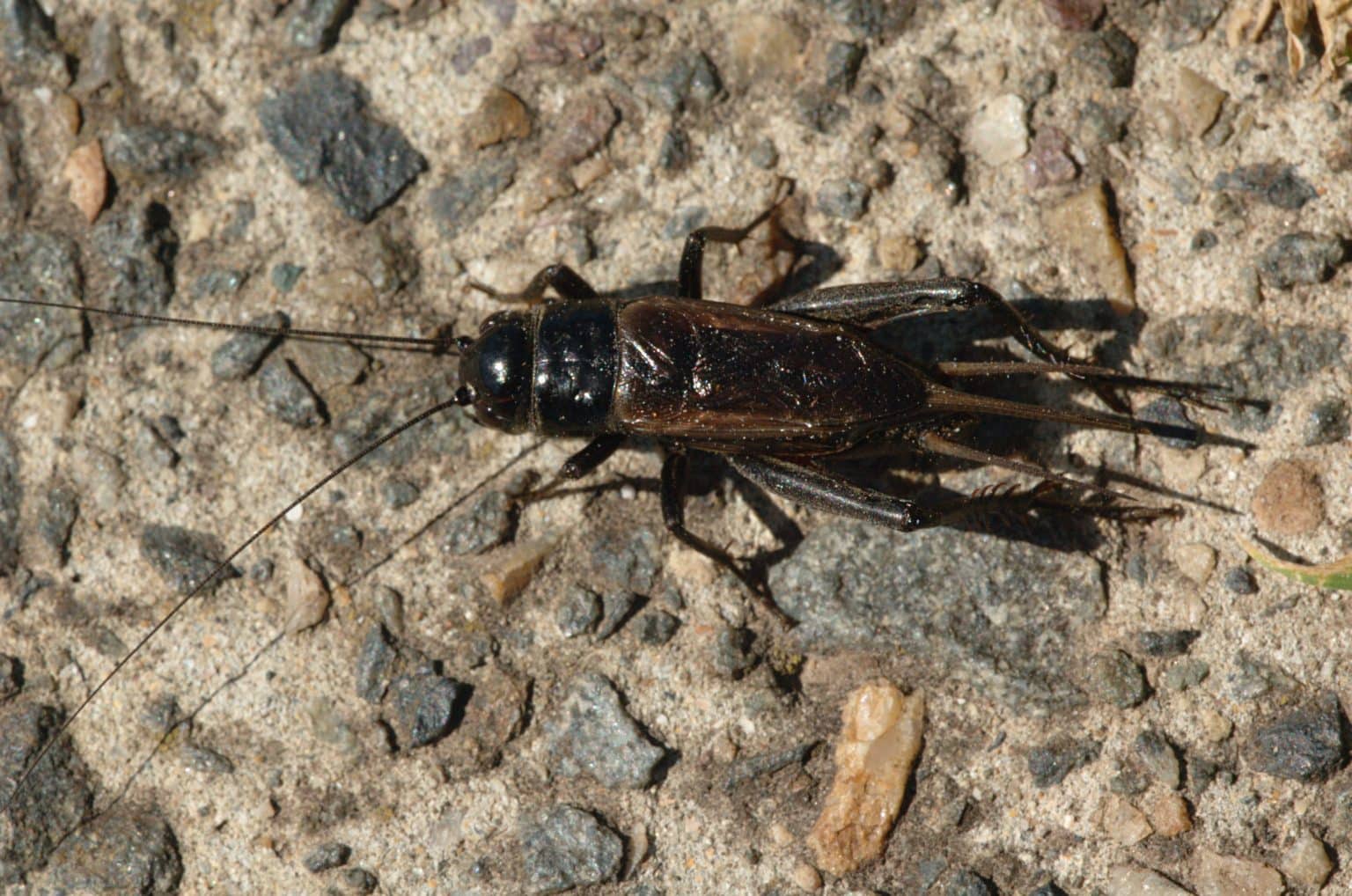 18 Types of Crickets with Pictures in This Must-Read Guide - Le ...