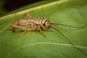18 Types of Crickets with Pictures in This Must-Read Guide - Le ...