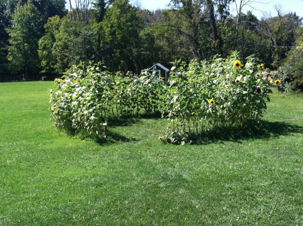 30 Sunflower Garden Ideas to Create a Mesmerizing Heaven - Le Meridien ...