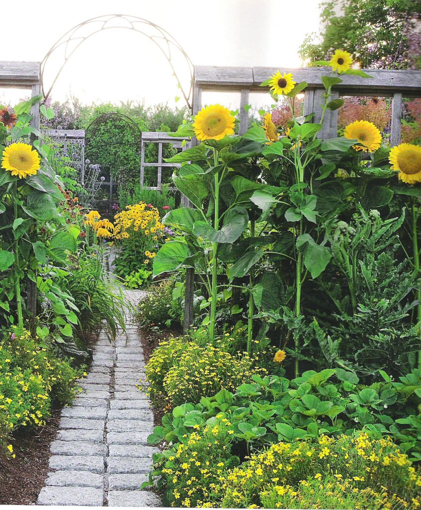 30 Sunflower Garden Ideas to Create a Mesmerizing Heaven - Le Meridien ...