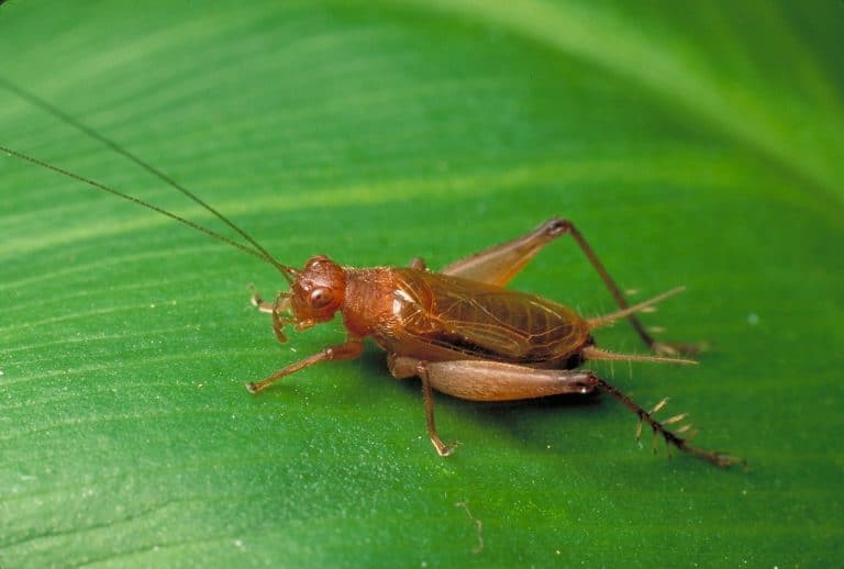 18 Types of Crickets with Pictures in This Must-Read Guide - Le ...
