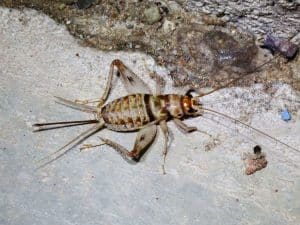 18 Types of Crickets with Pictures in This Must-Read Guide - Le ...