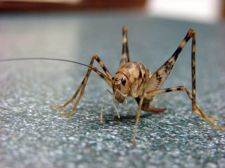 18 Types of Crickets with Pictures in This Must-Read Guide - Le ...