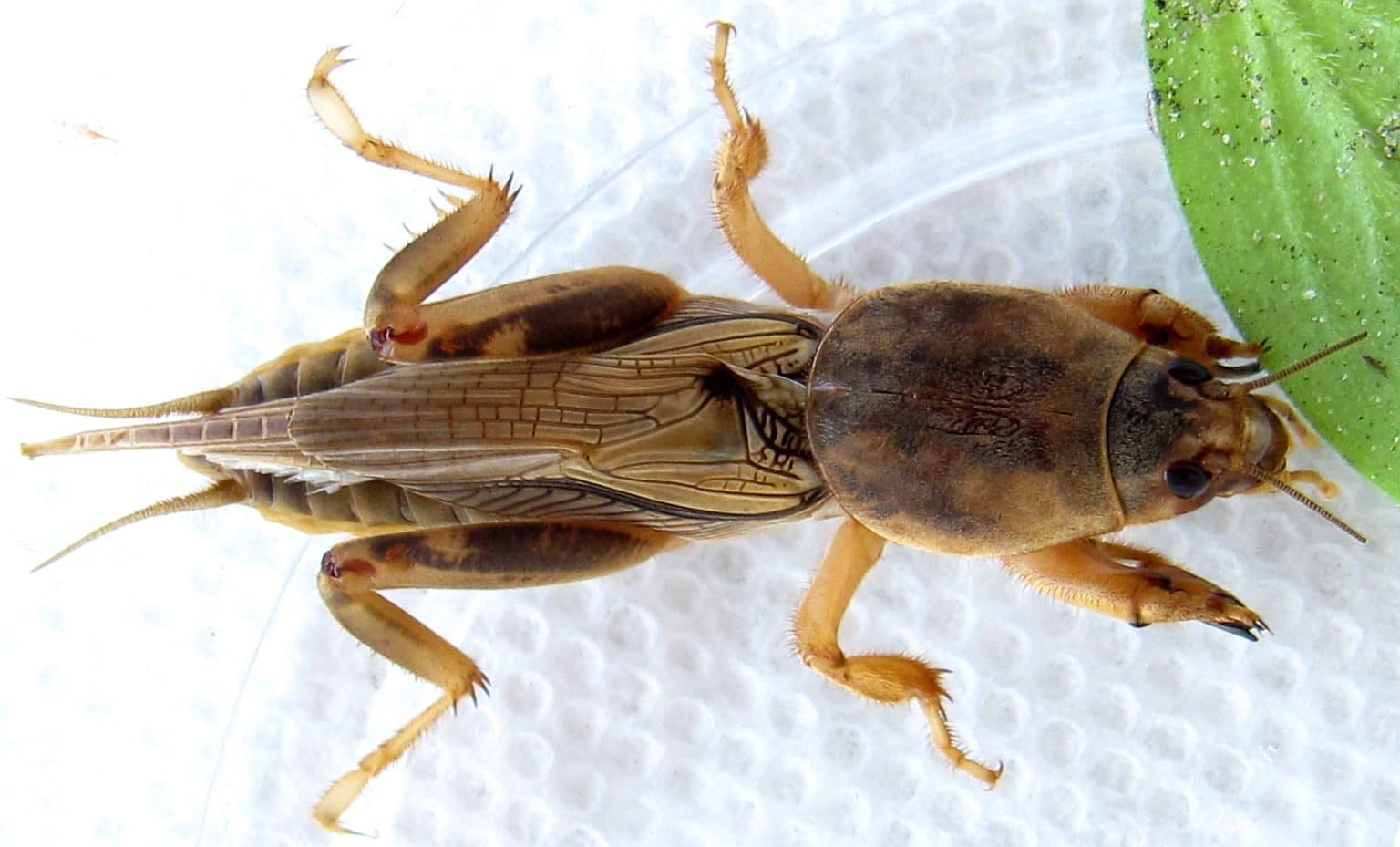 18 Types of Crickets with Pictures in This Must-Read Guide - Le ...