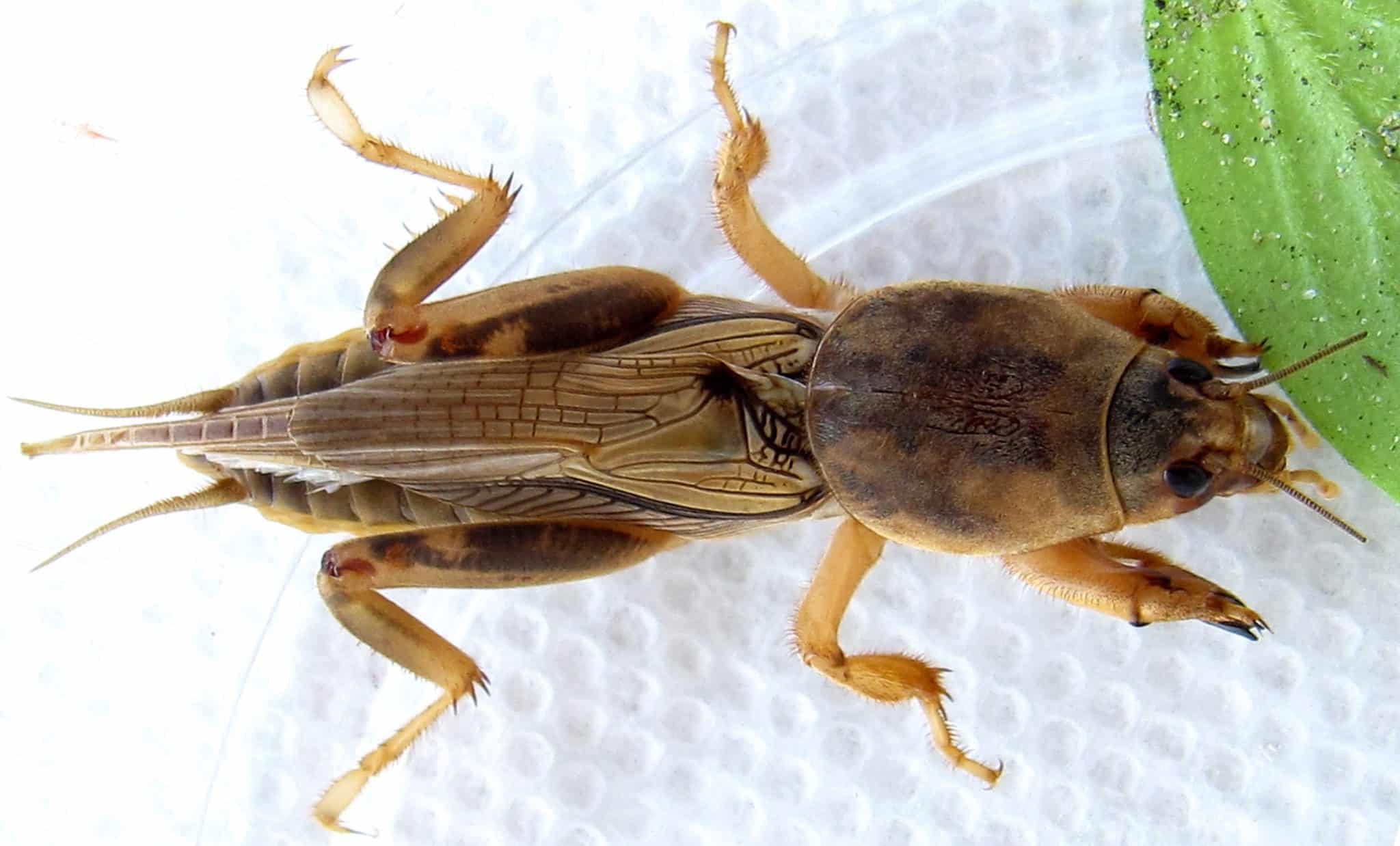 18 Types of Crickets with Pictures in This Must-Read Guide - Le ...