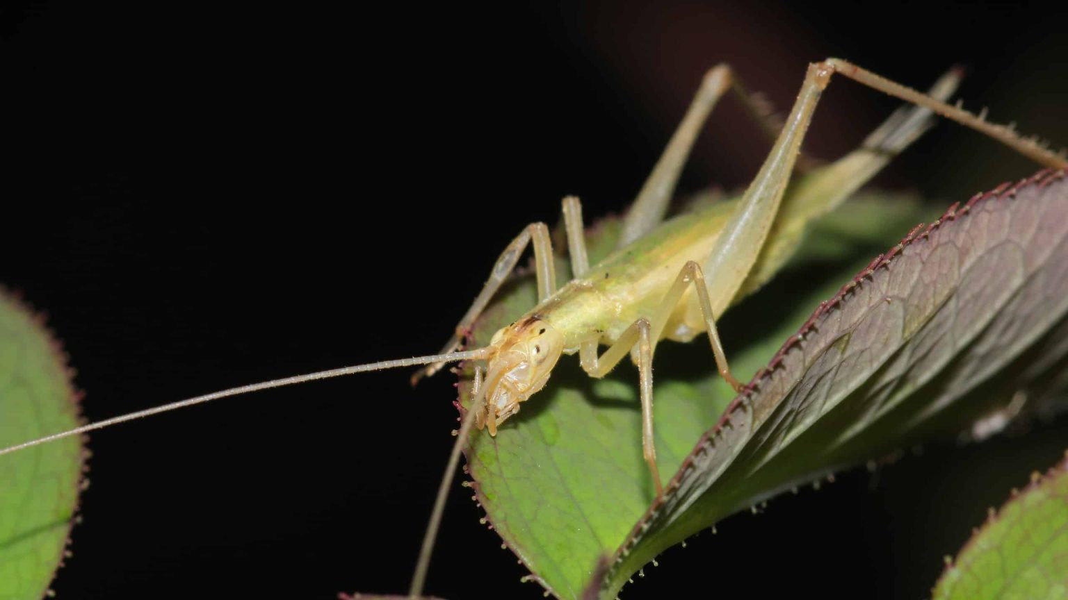 18 Types of Crickets with Pictures in This Must-Read Guide - Le ...